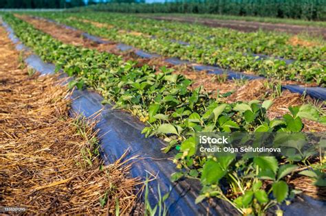뿌리 덮개 호일 아래 와 드립 관개 딸기 농장 검은 색 플라스틱 시트 아래 성장하는 식물 0명에 대한 스톡 사진 및 기타 이미지 Istock