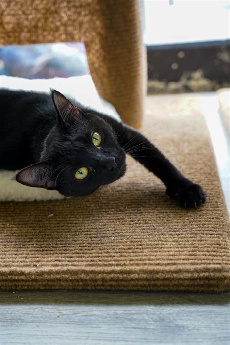 Understanding Catnip Why Do Some Cats Go Crazy For It Serenevibes