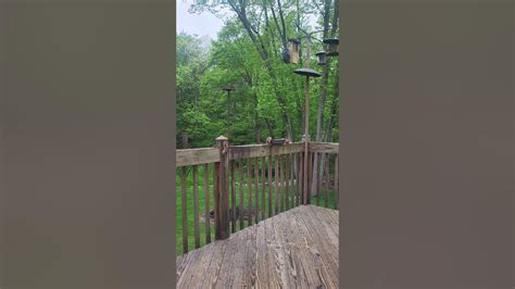 📸 Chipmonks Out And About Moment Sharing 🐿👋🏽 😁 May 18th