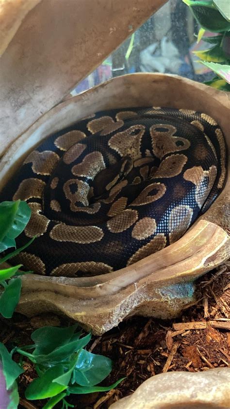 My Ball Python Duck Rsnakes