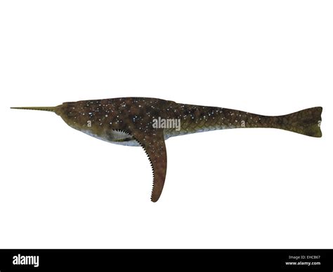 How To Draw A Jawless Fish