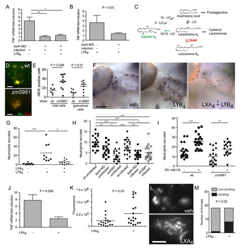 The Lta4h Locus Modulates Susceptibility To Mycobacterial Infection In