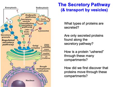Protein Sorting Secretory Pathway Flashcards Quizlet