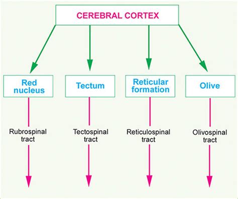 Rubrospinal Tract
