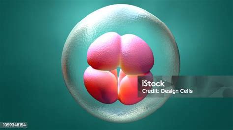 Embrio Tahap Awal Foto Stok Unduh Gambar Sekarang Embrio Manusia