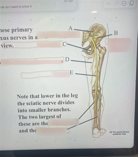 Sacral Plexus Nerves Diagram Quizlet