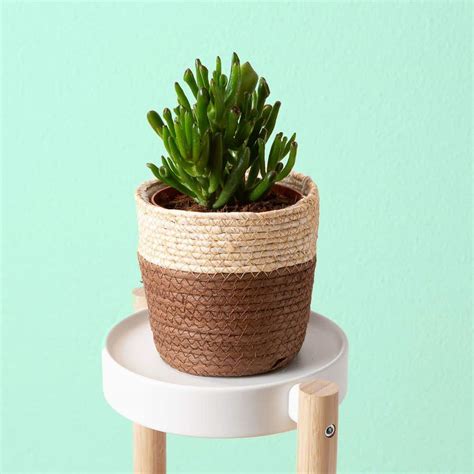 Dickblatt Fleurophome