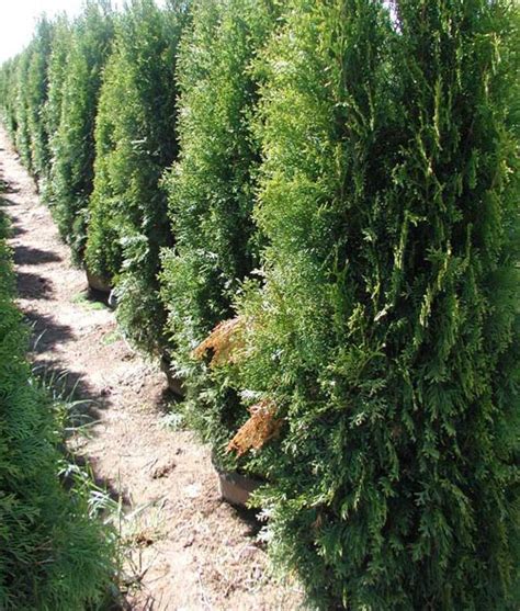 Arborvitae Thuja Occidentalis Tip Blight Pacific Northwest Pest
