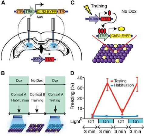 Optogenetic Activation Of Memory Engram Cells Induced Memory Recall Download Scientific