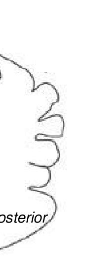 Schematic Sagittal Section Through The Adult Mouse Brain Depicting The Download Scientific