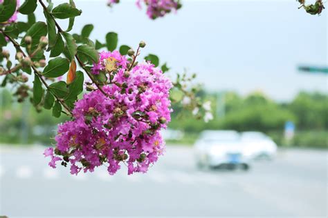 姹紫嫣红开遍 西安高新区邀你赏一路繁花 紫薇 公园 种植