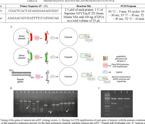 Figure 2 From Design Of A Two Fluorophore Ph Biosensor Targeted To The Digestive Vacuole Of