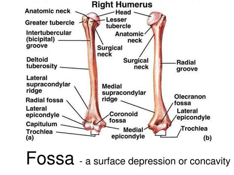 Ppt Ch 6 Skeletal System Part I Powerpoint Presentation Free