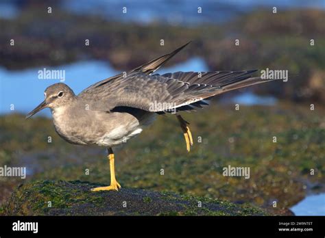Wandering Tattler Tringa Incana Ala Kahakai National Historic Trail