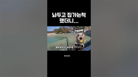 놀다가 혼자 놔두고 가는척 했더니 푸들 스탠다드푸들 유기견 유기견입양 댕댕이 댕댕이산책 푸들은사랑입니다 푸들키우기 입양 댕댕이 댕댕이산책 스탠다드푸들
