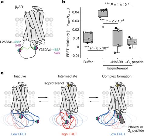 The Role Of The Third Intracellular Ring Of GPCR In GPCR Signal Conduction Mechanism Creative