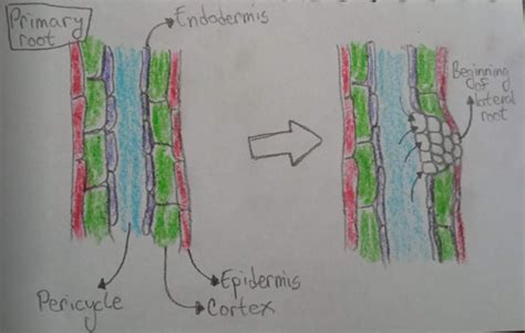 A In The Following Space Sketch The Root Tips That You Exa Quizlet