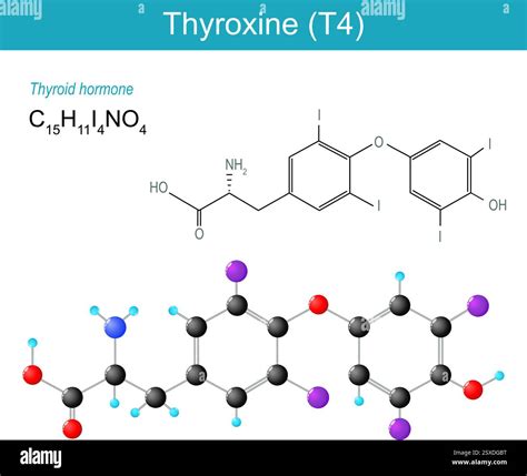 Thyroxine Molecule Molecular Chemical Structural Formula And Model Of T4 Thyroid Hormone
