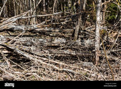 Dry Broken Tree Branches On The Ground In Spring Forest Textured Stock Photo Alamy