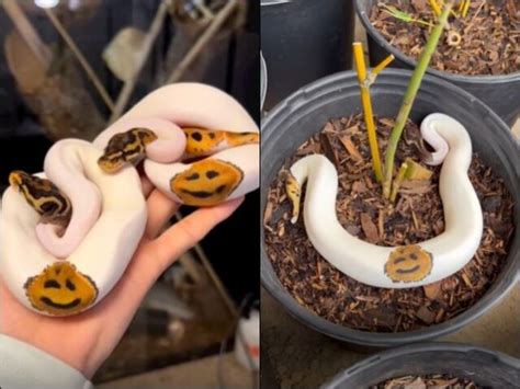 बहुत ही अद्भुत अनोखा और दुर्लभ है यह अजगर शरीर पर पाए जाते हैं स्माइली फेस जैसे इमोजी This