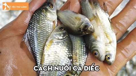 Cách Nuôi Cá Diếc Thương Phẩm Hiệu Quả Giá Trị Kinh Tế Cao
