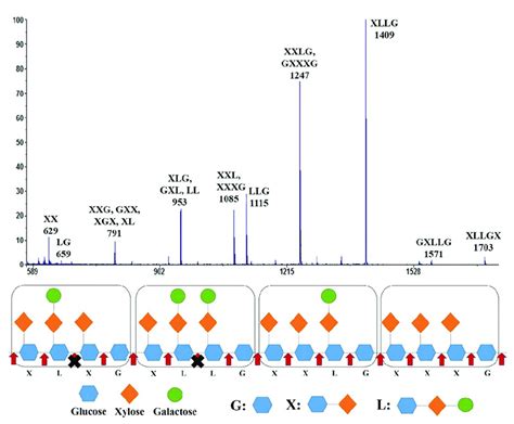 Maldi Tof Ms Analysis Of The Products Generated By Ttgh74 From Tamarind Download Scientific