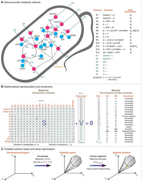 Flux Balance Analysis Fba — Corneto Documentation