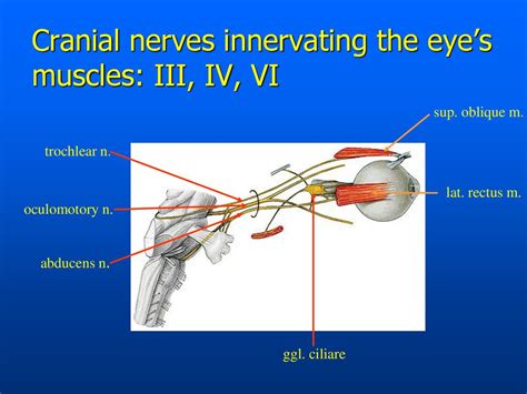 Nuclei Of Cranial Nerves Ppt Download