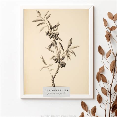 Olive Branch Drawing Vintage Artwork Art Neutral Botanical
