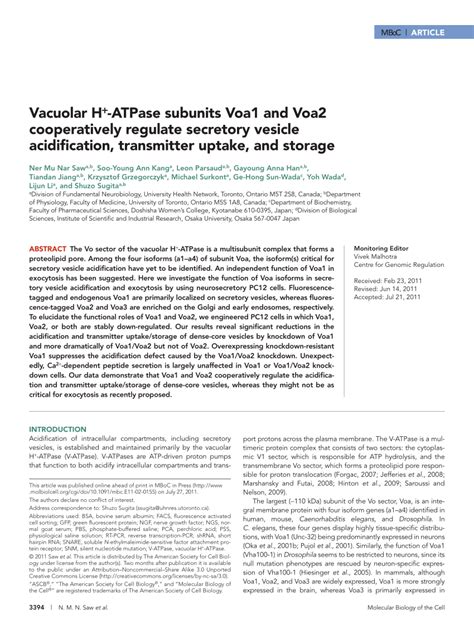 Pdf Vacuolar H Atpase Subunits Voa1 And Voa2 Cooperatively Regulate