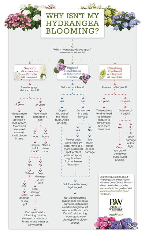 Hydrangea Bloom Time Chart Pe