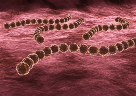 2 300 Staphylococcus Aureus Foto Stok Potret And Gambar Bebas Royalti Istock