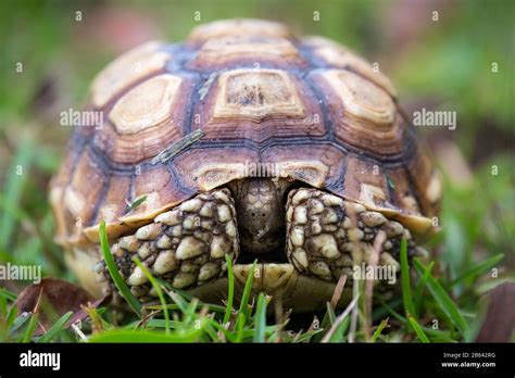 gopher tortoise gopherus polyphemus in the grass front view
