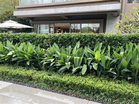 小叶龙船花黄鸟蕉火山榕篱