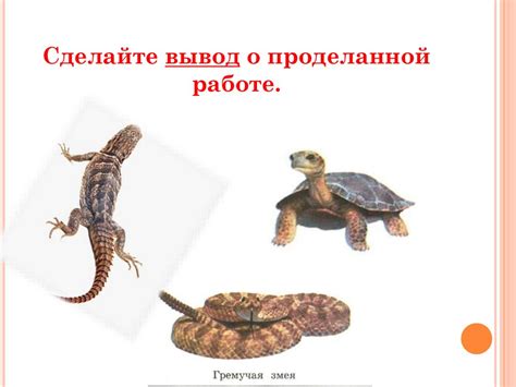 Лабораторная работа № 10 «Сравнительный анализ строения скелетов черепахи ящерицы и змеи