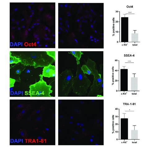 Total Amniotic Fluid Cells And Selected For C Kit Comparison Of Cell Download Scientific
