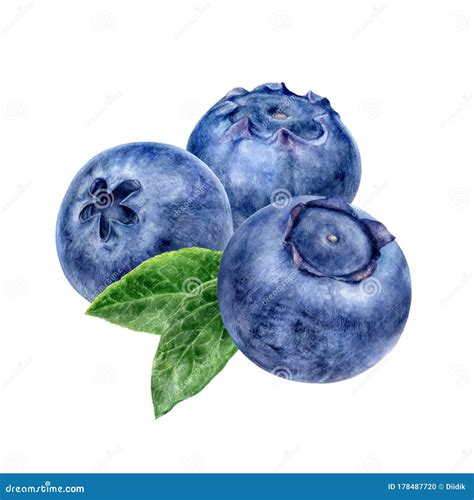 Blueberry Watercolor Botanical Illustration Hand Drawn Watercolor