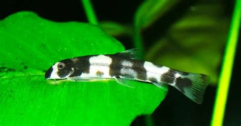 Panda Loach Protomyzon Pachychilus Practical Fishkeeping