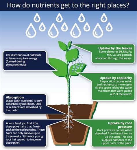 How Plants Absorb Their Food And The Impact On Fertilization Icl