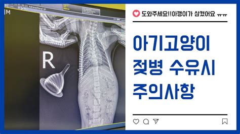 아기고양이 젖병 수유시 주의사항 Youtube