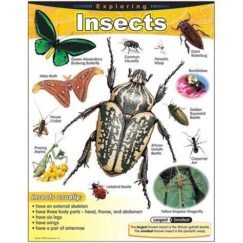 Exploring Insects Learning Chart T 38184 Trend Enterprises Inc