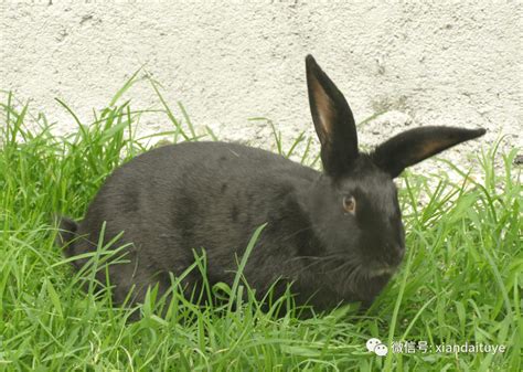 家兔品种兔子品种 伤感说说吧