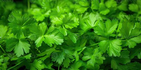 Fresh Green Eco Organic Farm Coriander Leaves Bunch Top View 48476213