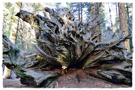 Big Tree Root Sequoia National Park Leeanne Dunwoody Flickr