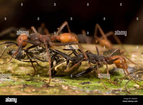 Army Ant Eciton Burchellii Workers Carry Large Prey Back To Feed