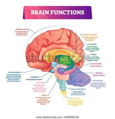 Brain Functions Vector Illustration Labeled Explanation Stock Vector