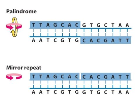 Are Palindromic Sequences Just Inverted Repeats Without Nucleotides
