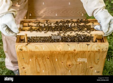 Bees On Frames In A Bee Hive Stock Photo Alamy