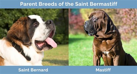 What Is A St Bernard Bullmastiff