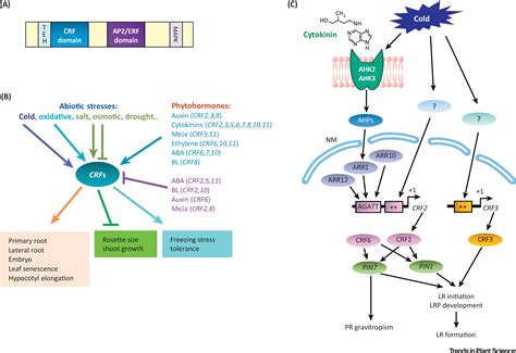 Signalling Pathway Cytokinin At Victor Easley Blog